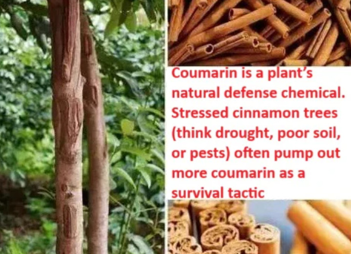 Cinnamon Risk: Are You Overdoing Coumarin?